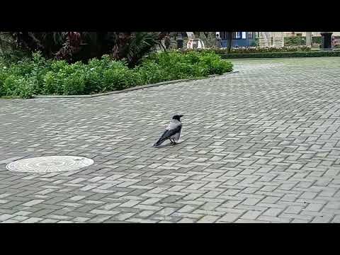 BAKI BULVARI... ALAQARĞA