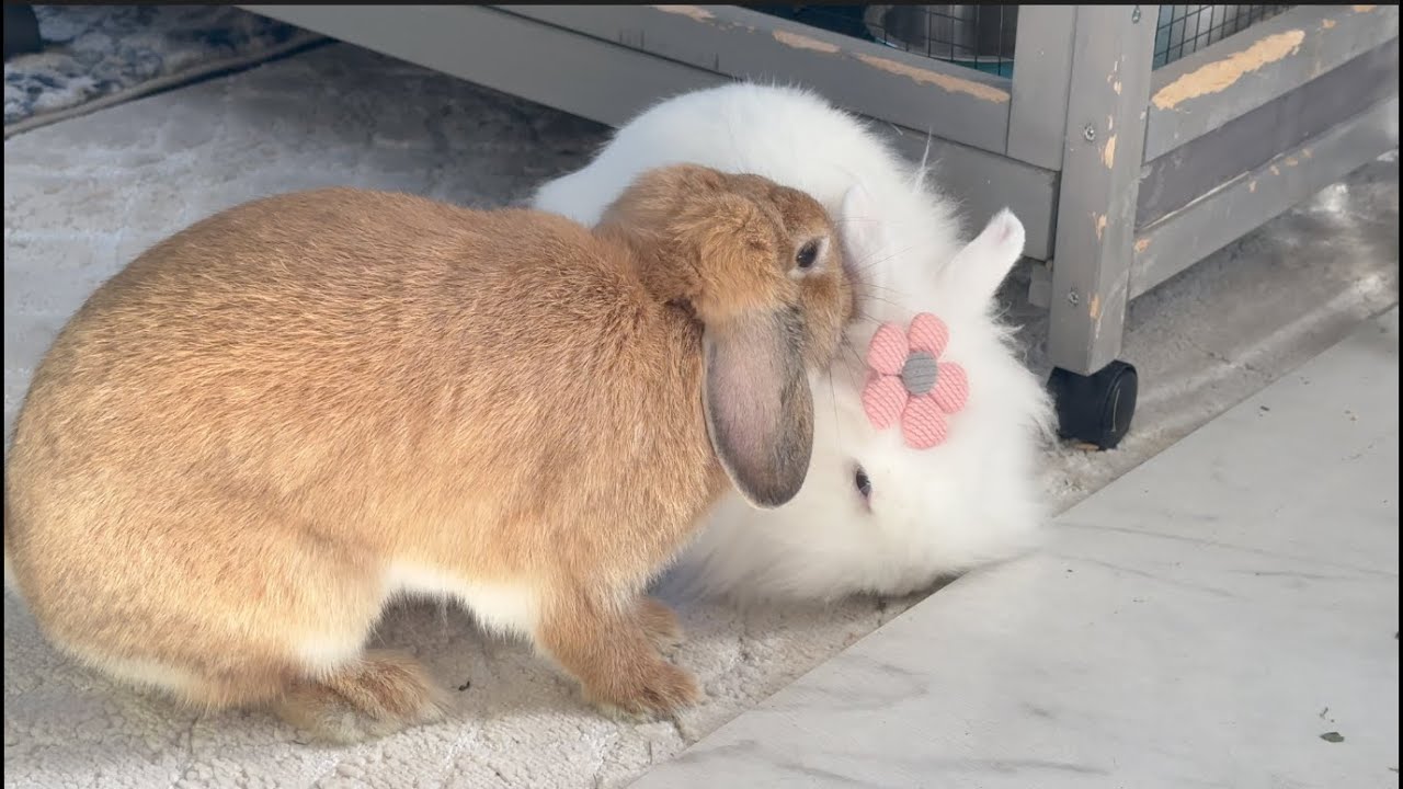 LeLe's flower hair clip; HuanHuan uses the window as a mirror in the ...