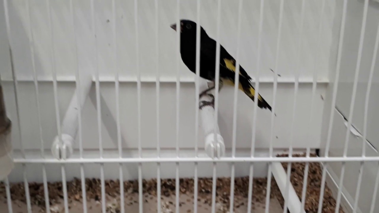 TARIN NOIR - BLACK SISKIN - SPINUS ATRATUS -JILGUERO NEGRO - Reggio ...