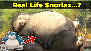 Realistic Snorlax