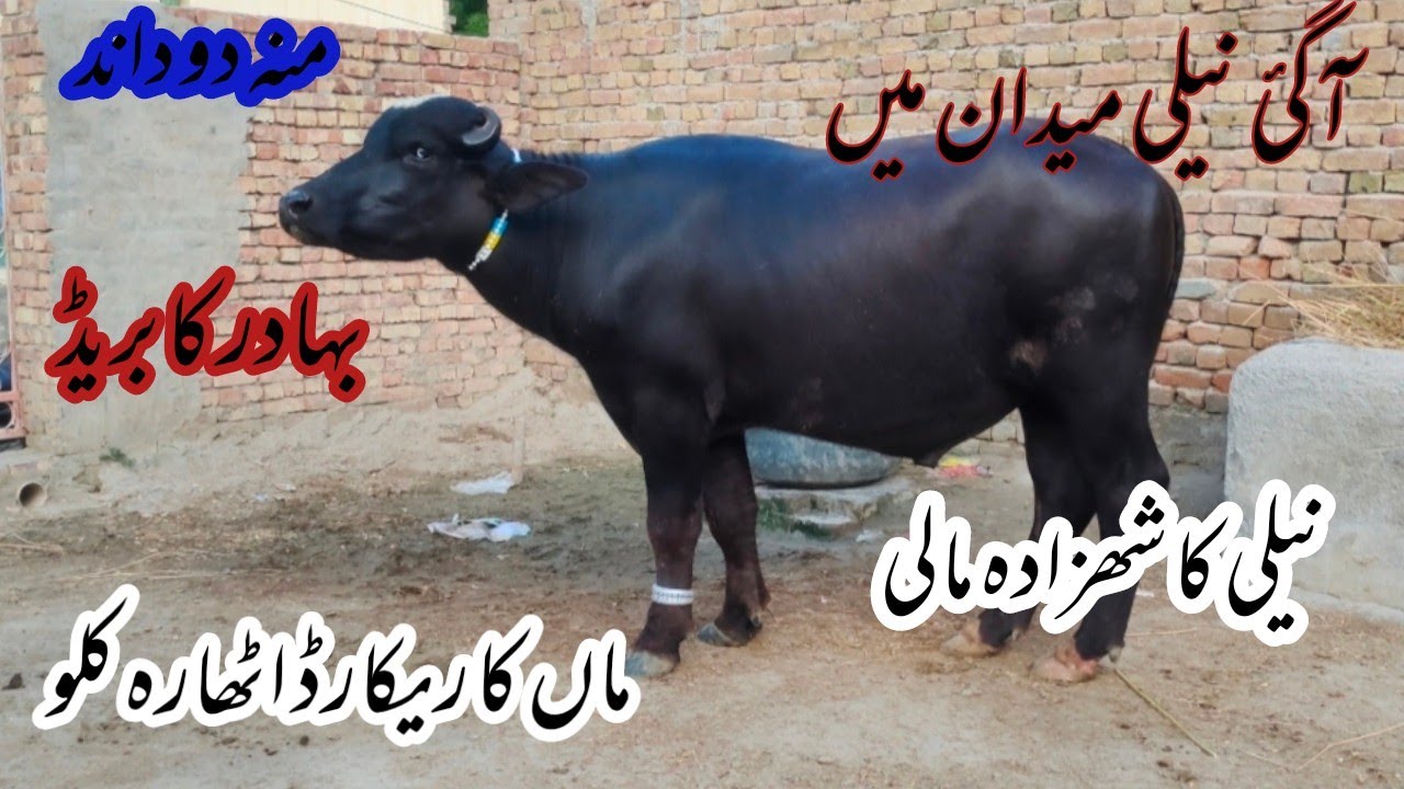 pure nili Ravi bafflow Bull for sale in punjab Pakistan on YouTube ...