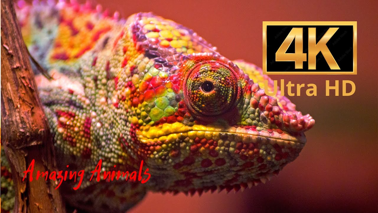 Amazing chameleon #29 | Amazing Animals 4K | Beautiful music - YouTube