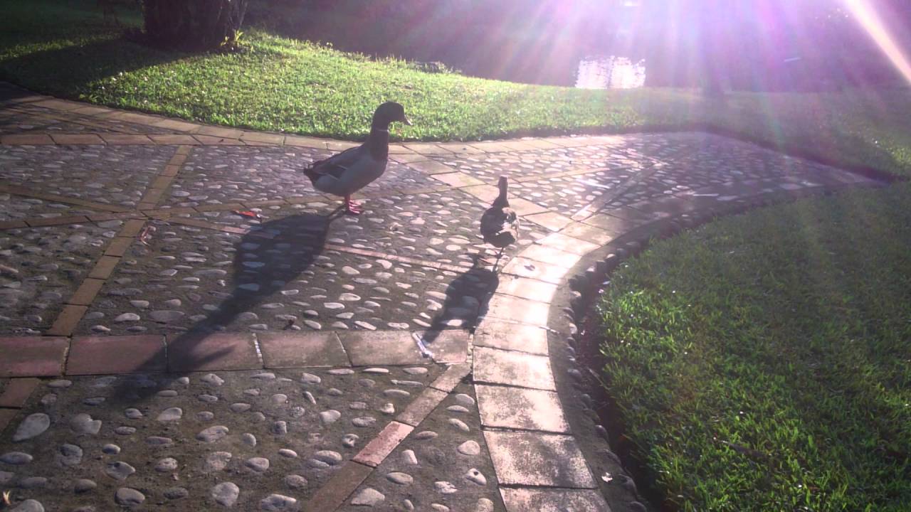 El hermoso pato poc - YouTube