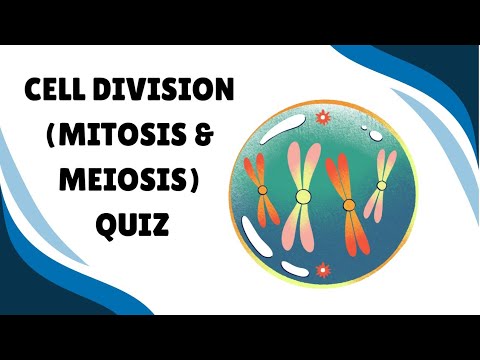 Mitosis vs Meiosis Test: Ace Your Next Big Biology Exam Now ...