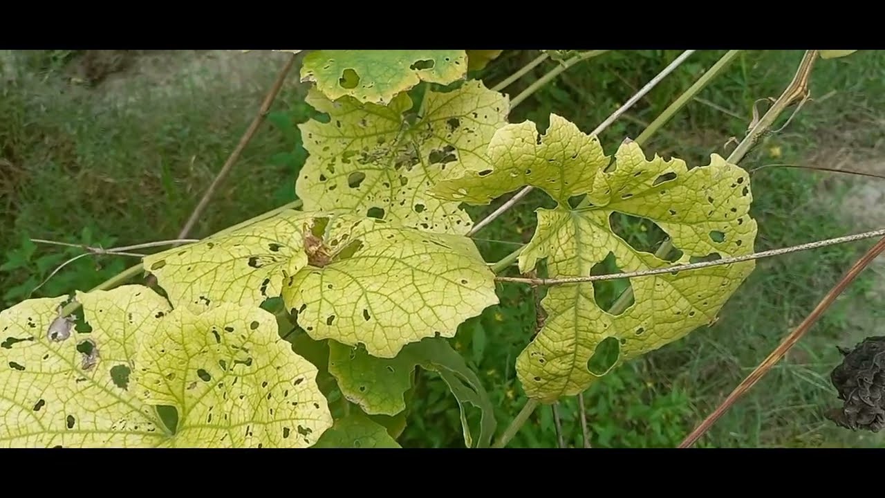 Spotting Downy Mildew in Cucurbits : A Visual Guide - YouTube