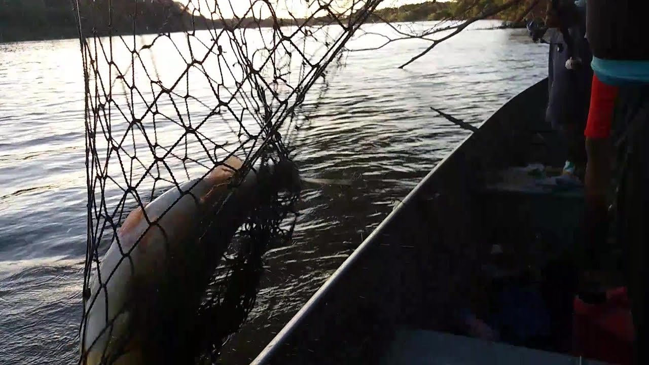 Execelente pescaria de Piau, Pacú Peva e Pêra - YouTube