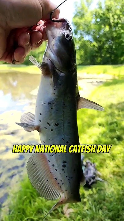 Happy National Catfish Day! #outdoors #catfishing #fypシ゚ #fishing # ...