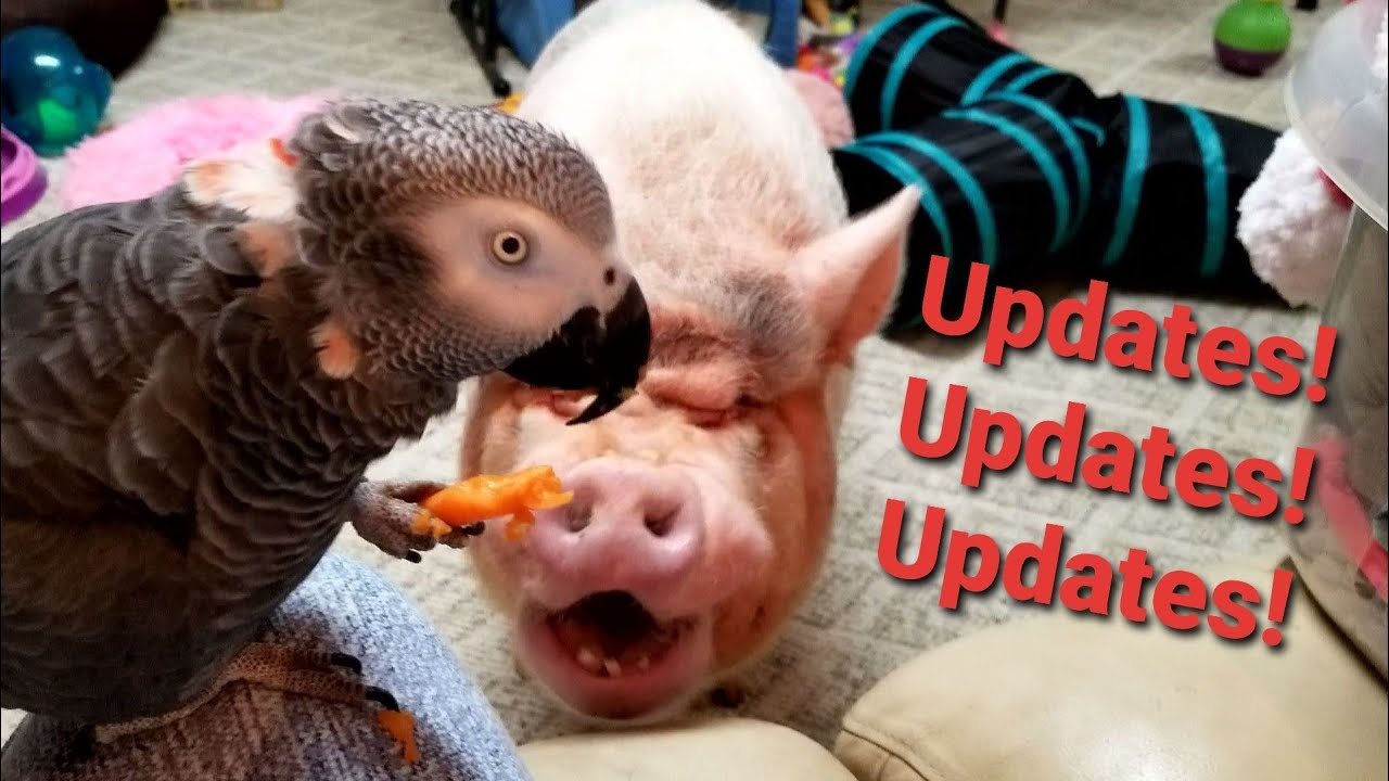 Sammy The Mini Pig | Update On Botton And The Avian Bornavirus | Mom Is ...