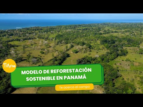 Modelo de reforestación sostenible en Panamá - TvAgro por Juan Gonzalo Angel Restrepo