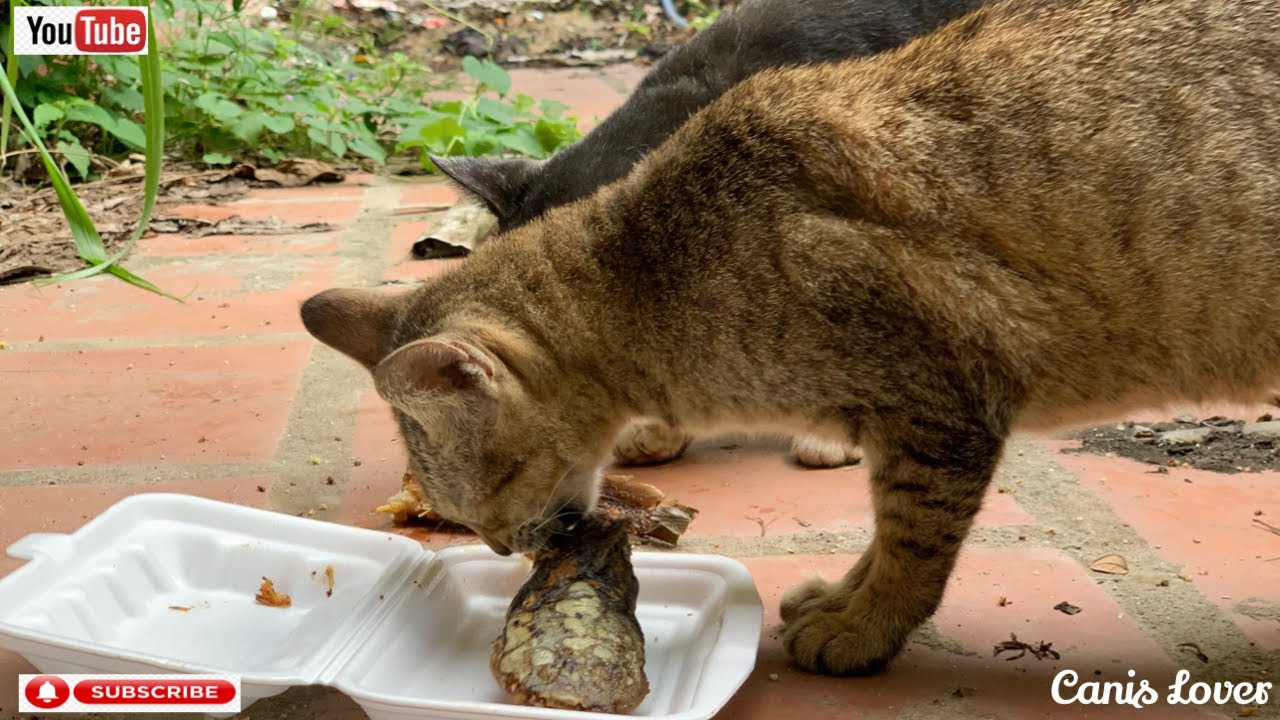 Female Cats Enjoys Eating Cooked Fish While Others🐈 Meowing So Loudly ...