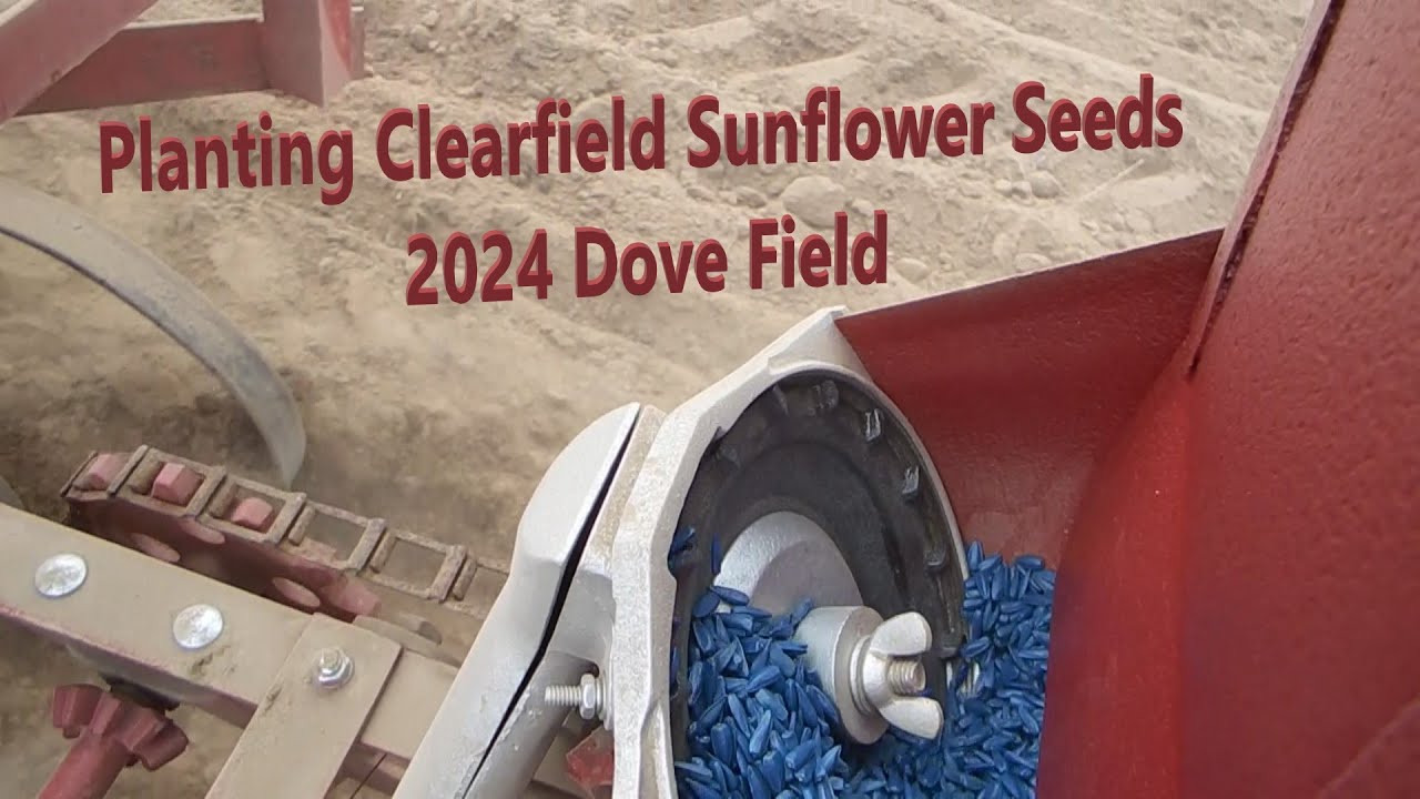 Planting Sunflowers for the 2024 Dove Field - YouTube