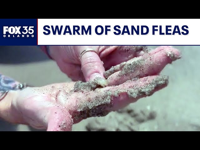 Desert Sand Fleas