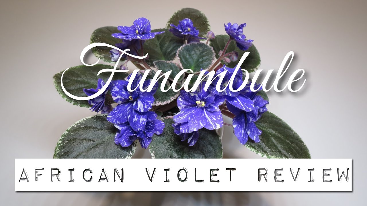 FUNAMBULE - African Violet Review - YouTube