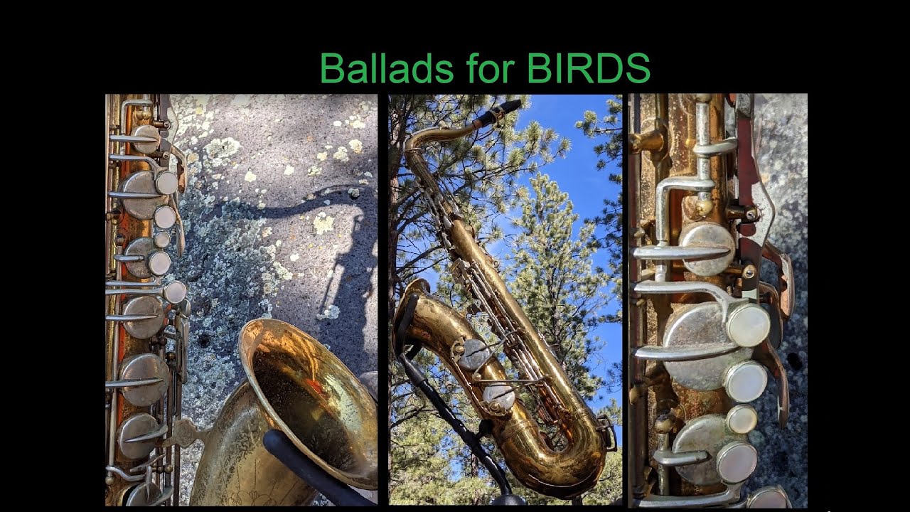 BIRDs JOIN IN with a SAXOPHONIST in a Utah Forest - YouTube