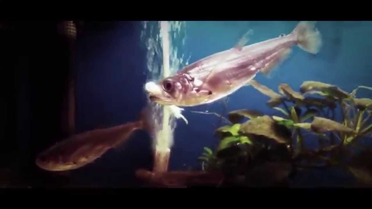 Vampire Fish (Hydrolycus Scomberodies) Attack Big Fish part 1 - YouTube