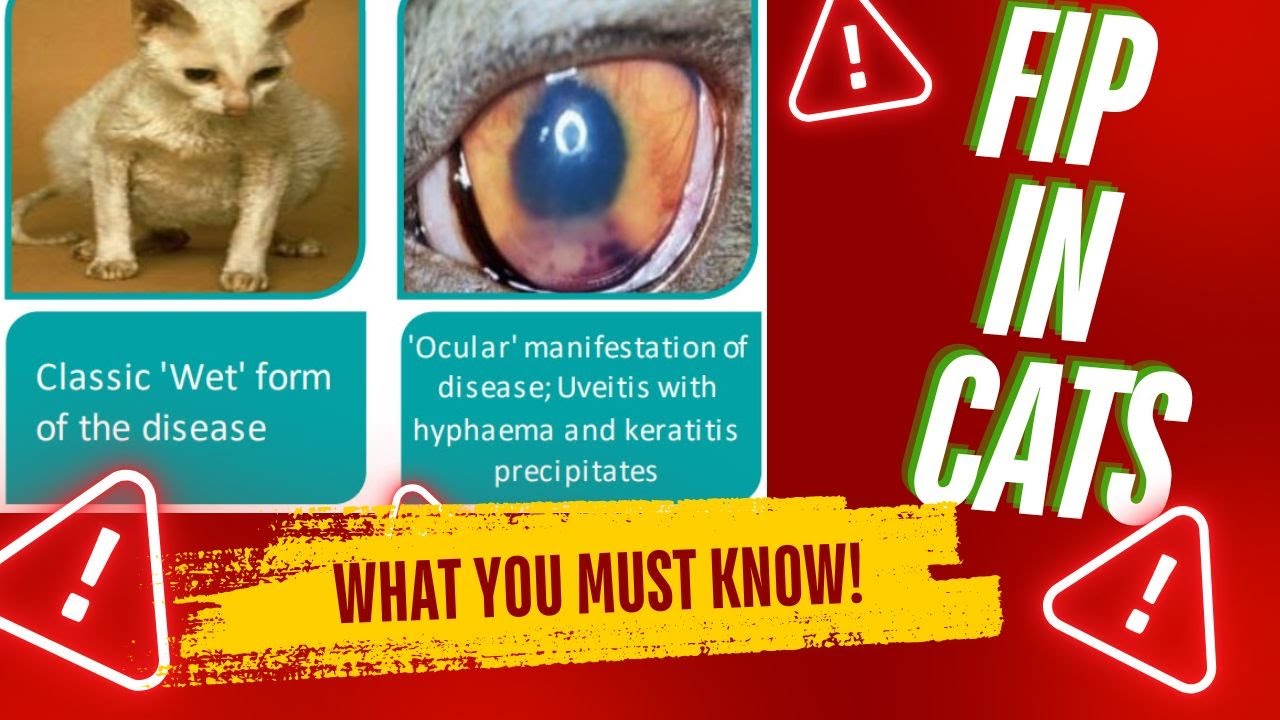 What Are the Symptoms of FIP in Cats? Can Cats with FIP Survive? # ...