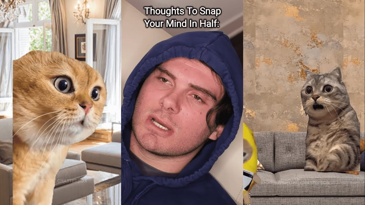 (24 Hour Live) Cat Meme Skit Videos ft. Ryanhdlombard ...