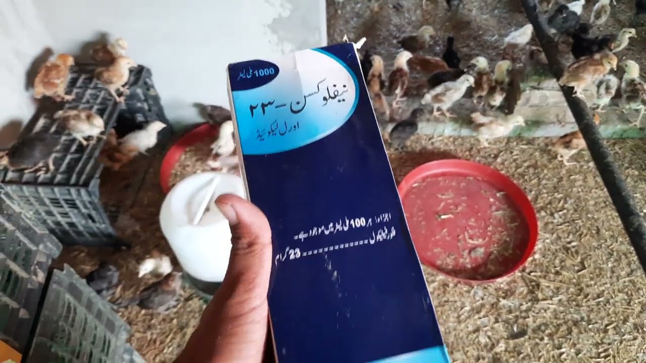 Hen farming in home | Smart hen farming in Pakistan | Small business ...