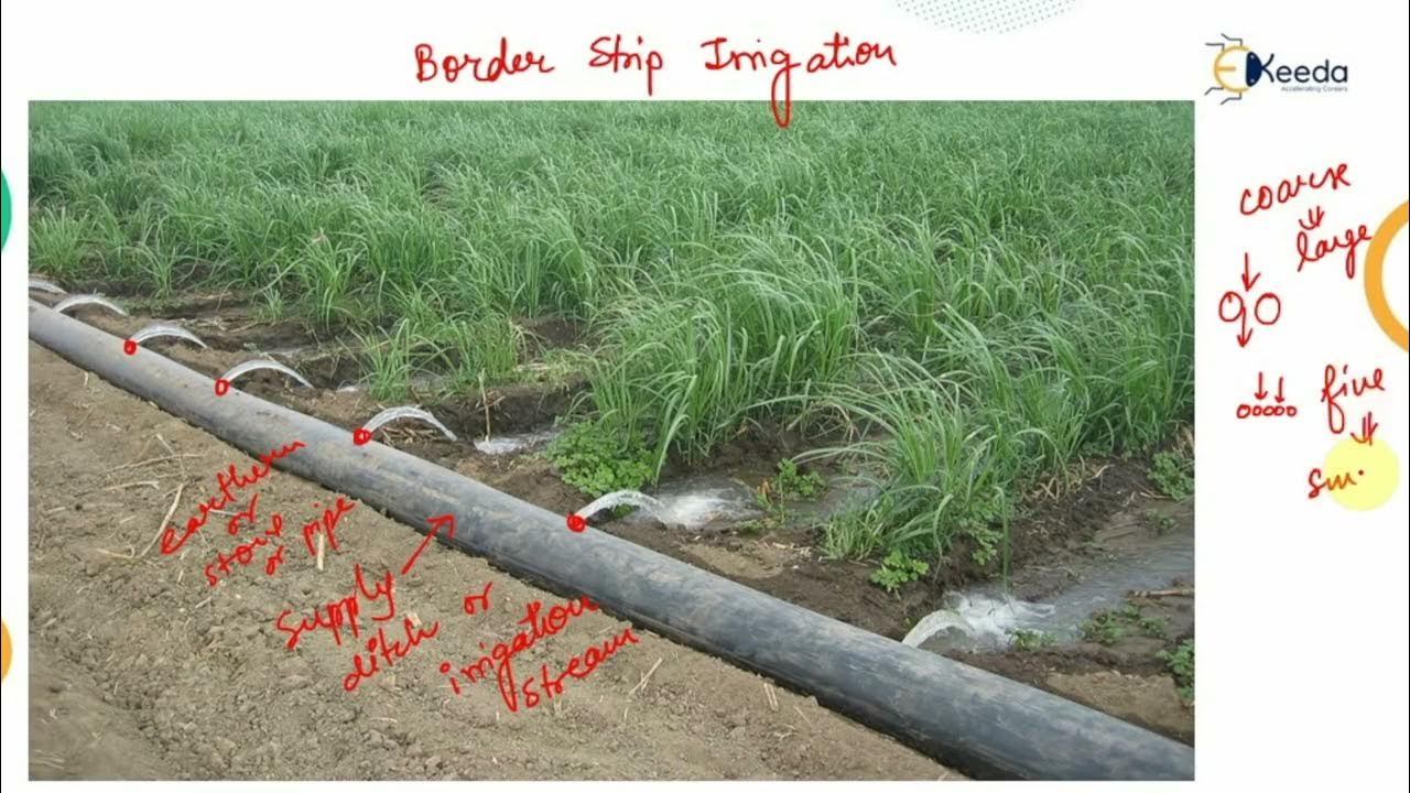 Methods Of Irrigation Wild Flooding Border Strip Flooding Water