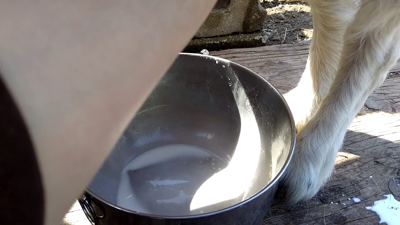 How to milk a goat with small utters. 05 of 06 - YouTube