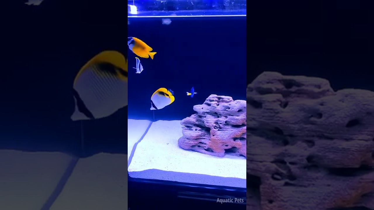 Marine Aquarium | 2ft Cube Tank | Saltwater fish Tank #shorts # ...