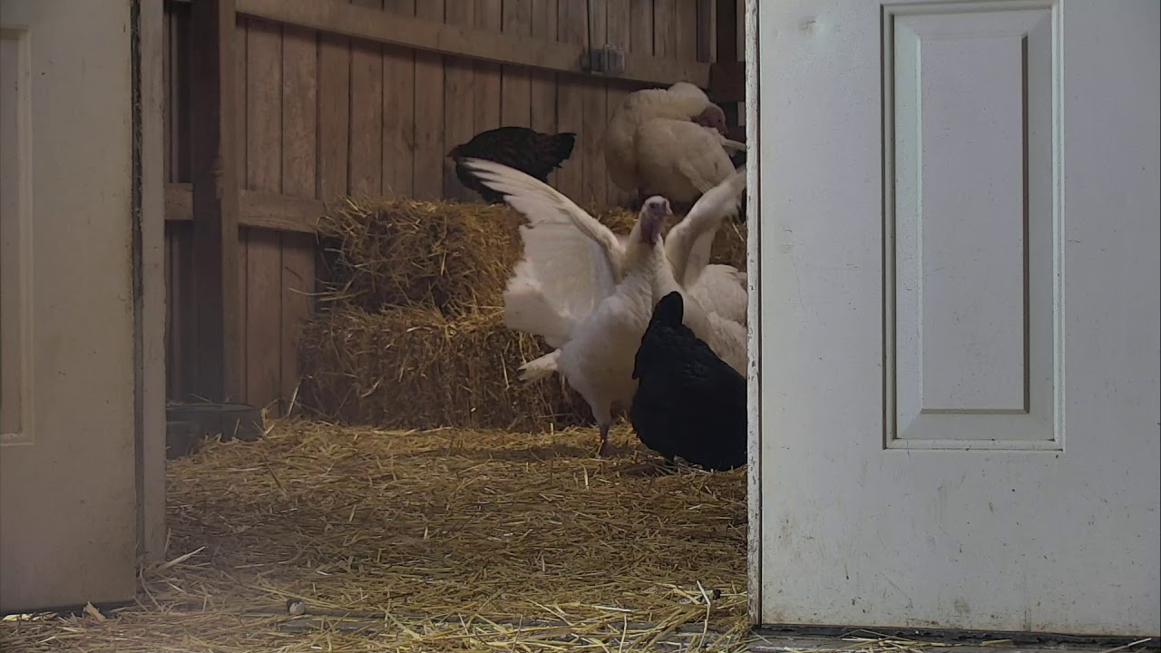 Turkey Barn Cam 12-25-2017 12:06:29 - 13:06:30 - YouTube