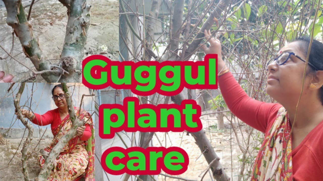 Guggul plant Care 🌳 Gardening and crafting 🔥 - YouTube