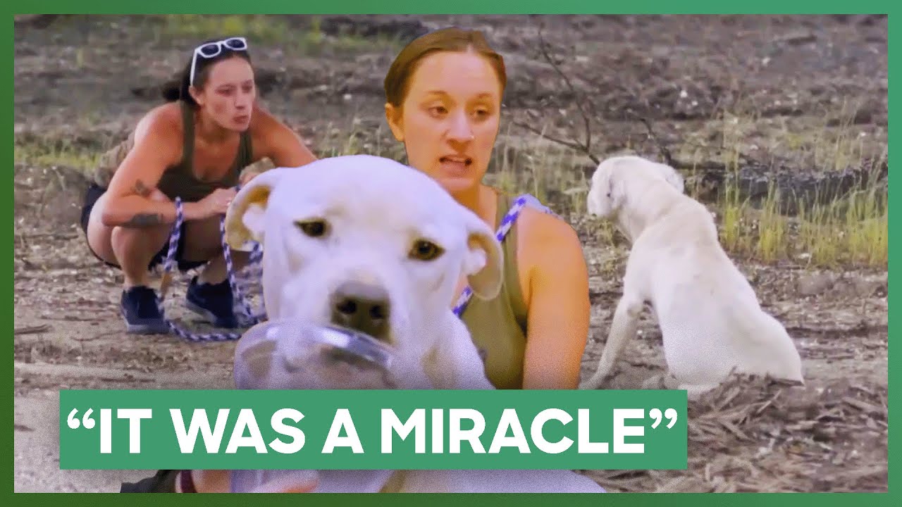 This Sick Pit Bull Is On The Brink Of Death! | Pit Bulls & Parolees ...