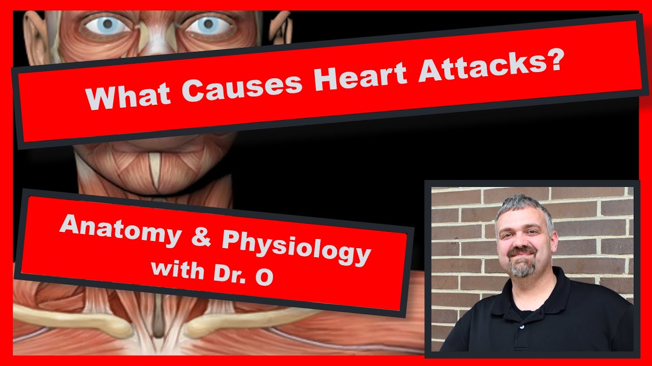 Coronary Arteries and Heart Attack: Anatomy and Physiology - YouTube