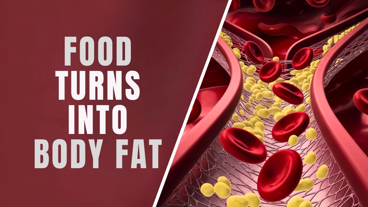 How food turns into body fat - YouTube