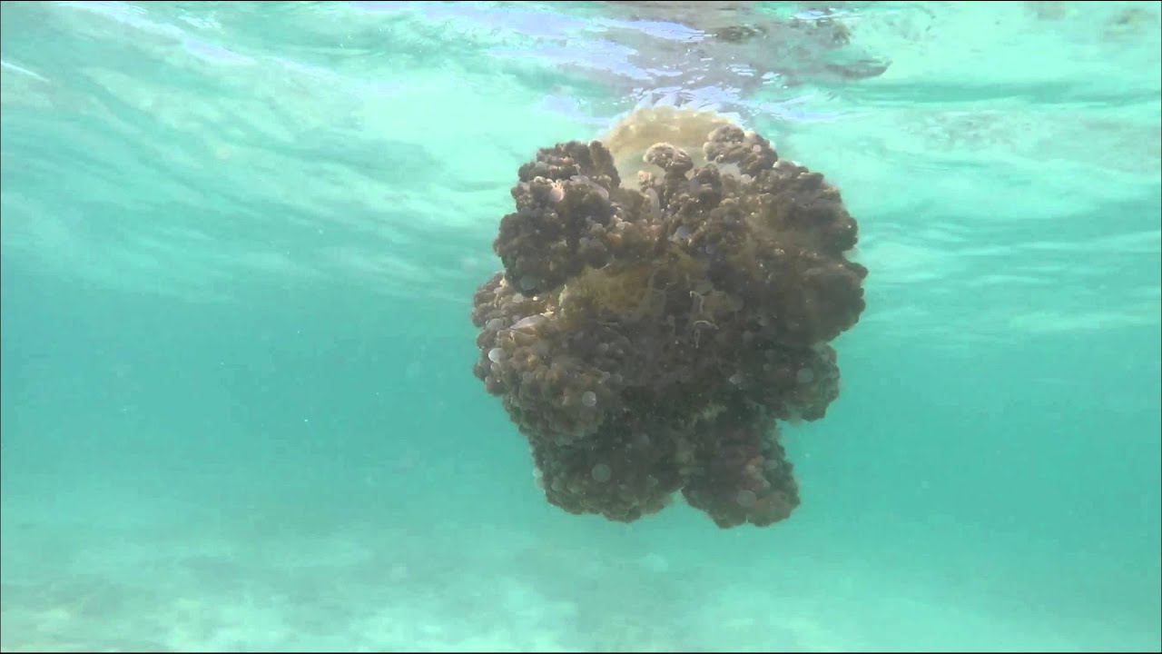 Swimming with jelly fish at Khai Islands - January 2015 - YouTube