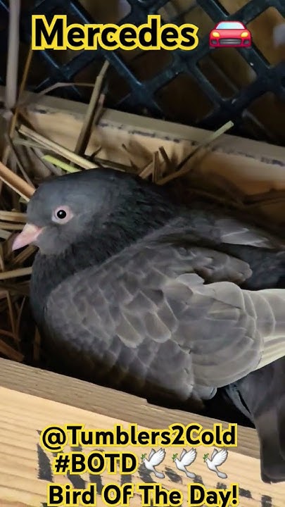 #BOTD Bird Of The Day 19 ‼️ - YouTube