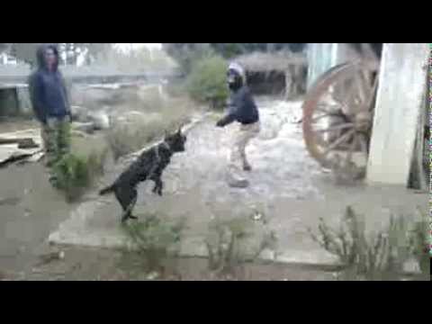 sinirli köpek