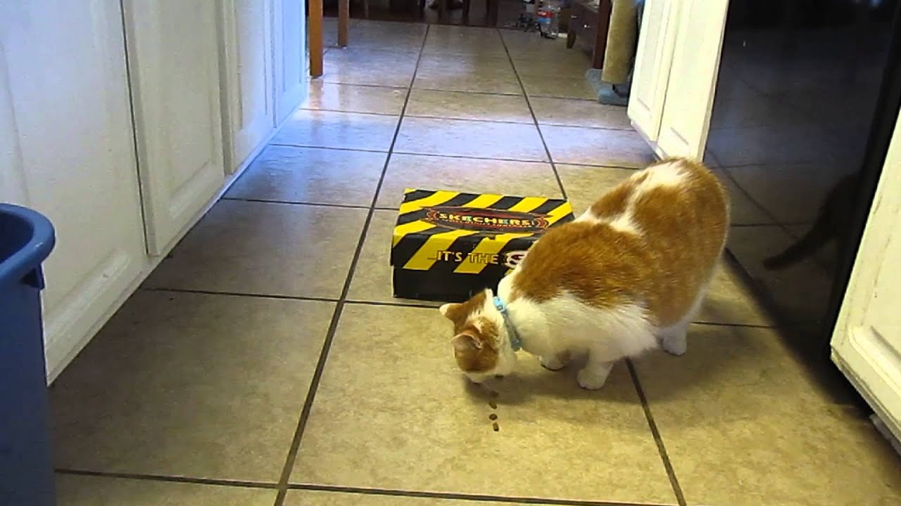 Peaches the Cat - YouTube
