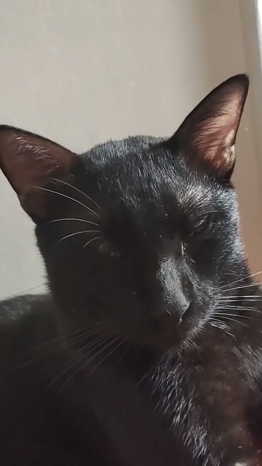 Black Cat pose - YouTube