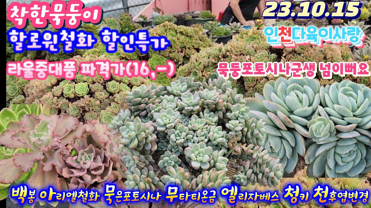 다육이사랑4묵둥이신상많아요할로윈철화특가백봉아리엘철화묵은포토시나먼로군생천후엽변경라울특가무타티온금엘리자베스청키