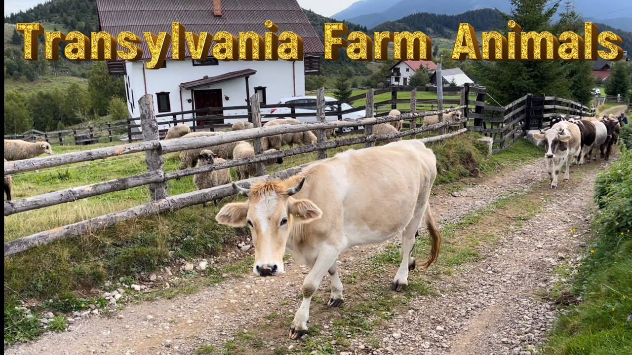 Transylvania Farm Animals Fundata Brasov Romania - YouTube