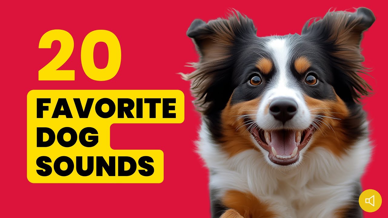 20 Favorite Dog Sounds (And That They Love) 🐶 - YouTube