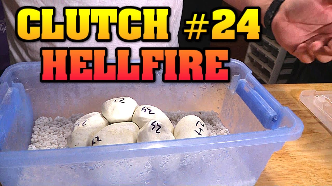Egg cutting, the HELLFIRE PROJECT! - YouTube