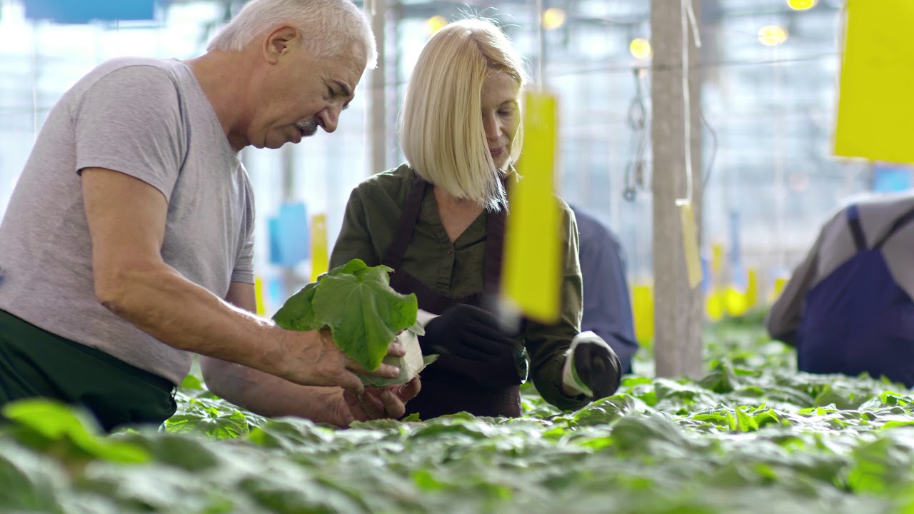 Monster Grow Plant Essentials - YouTube