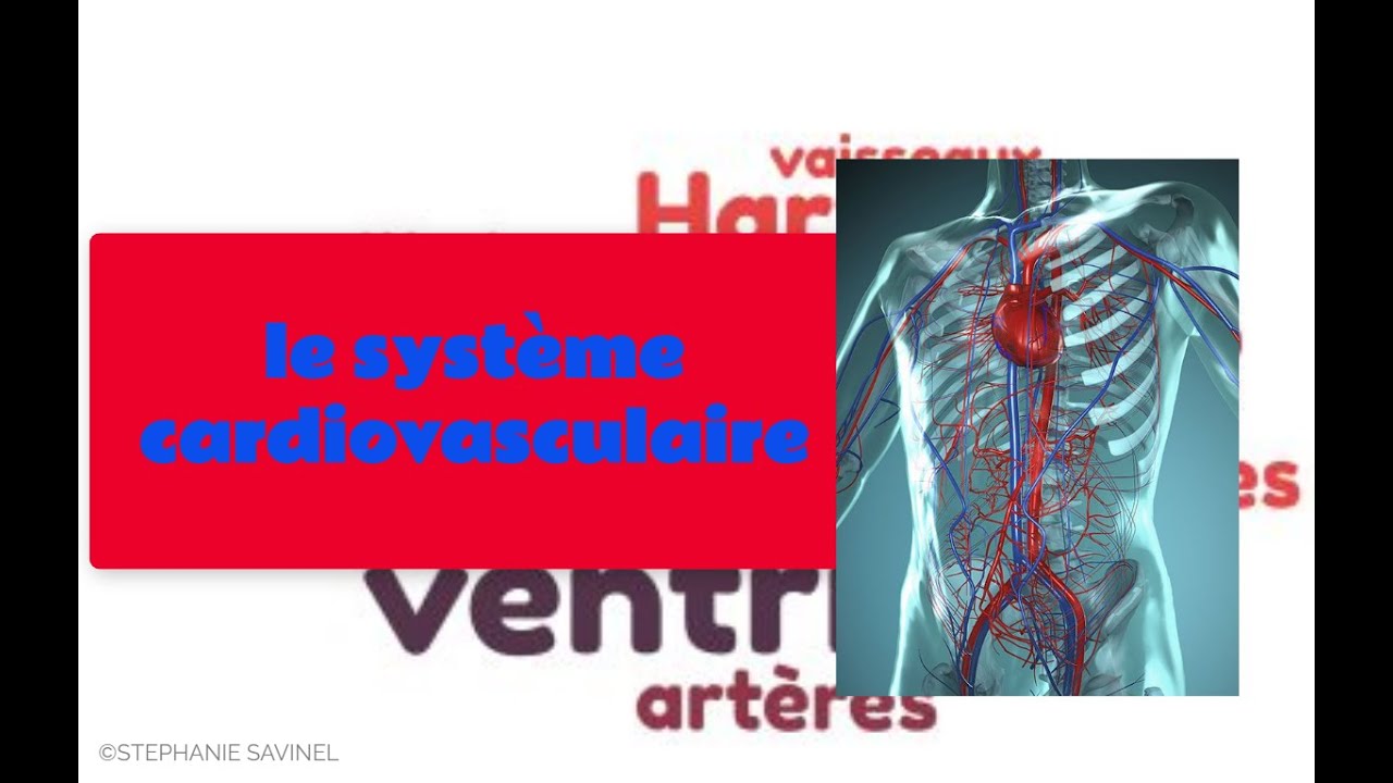 la circulation sanguine SVT cycle 4 - YouTube