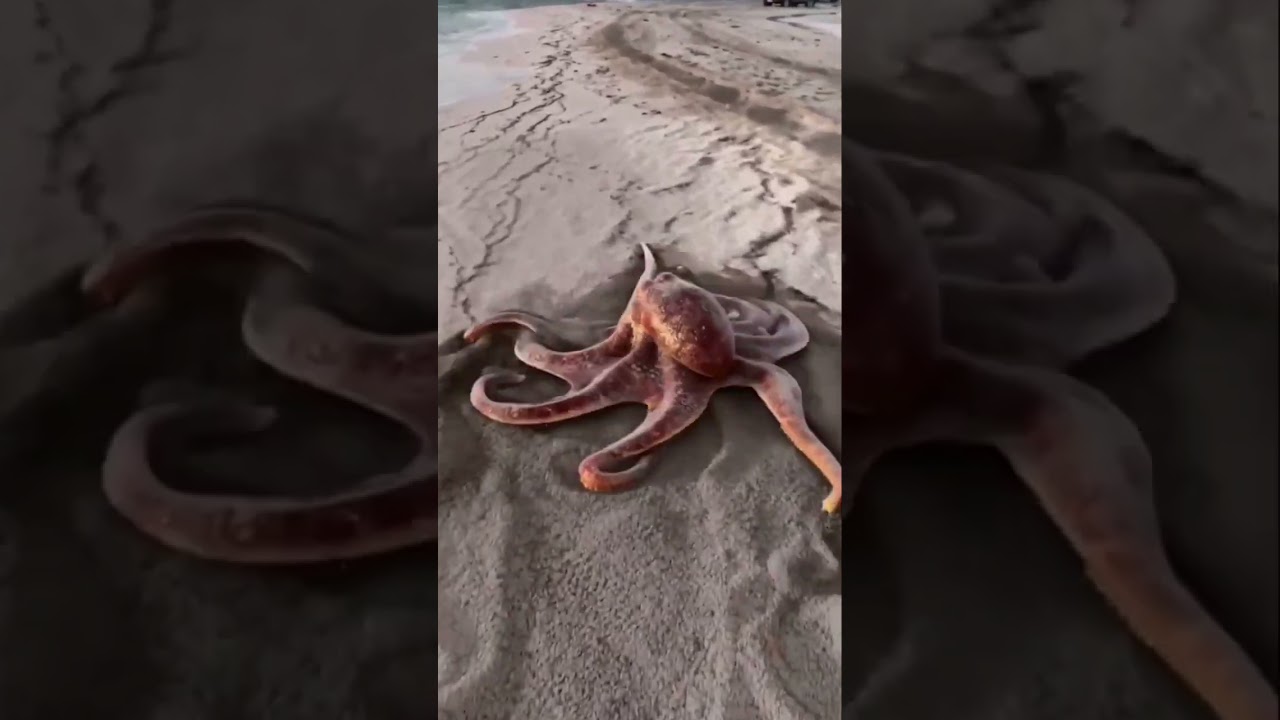 octopus run #shorts - YouTube