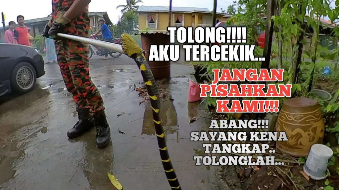 Ular tiong sedang buat APA???? - YouTube