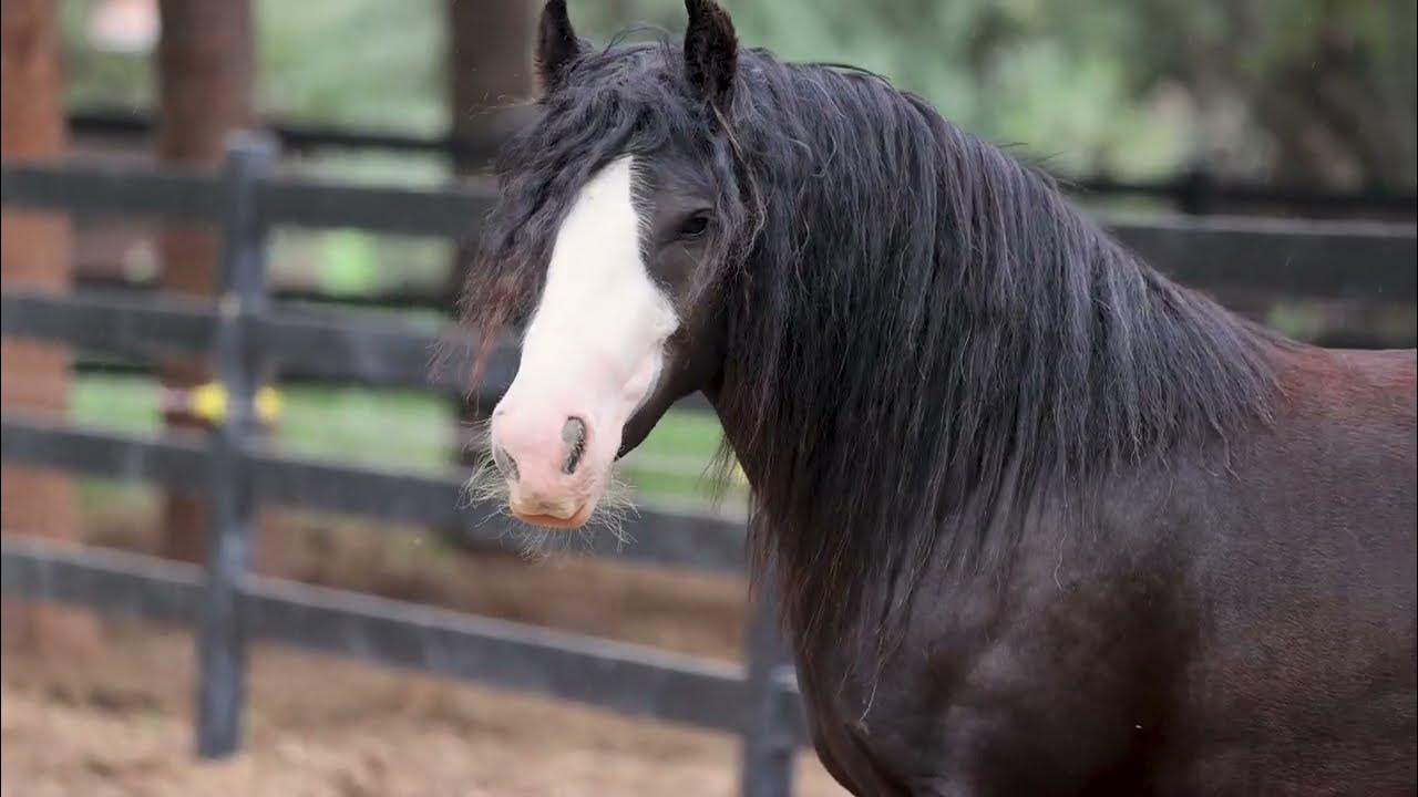 Beautiful young Black and White Pinto Gypsy Vanner Horse filly - Braidmor Farm - New Mexico ...