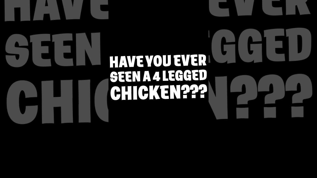 Quattro the 4 LEGGED CHICK 🐥 #chicken #babychickens #amazing #special ...