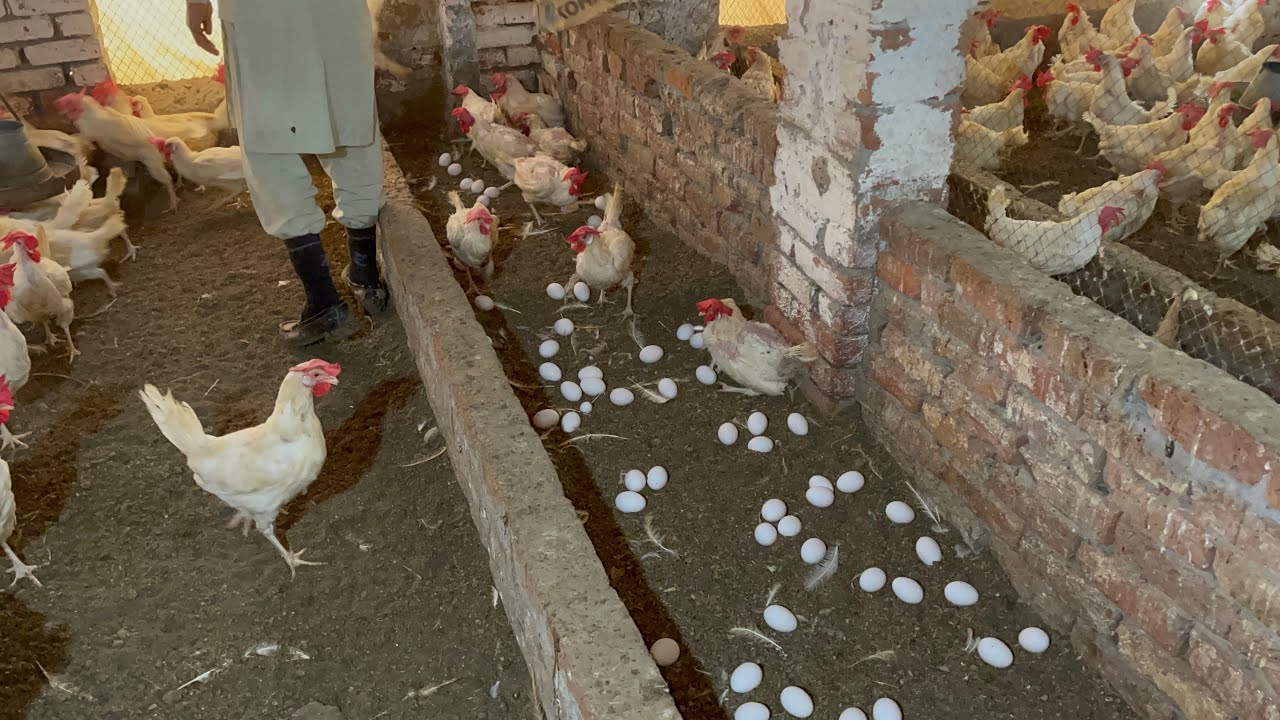 Hen Farming | Hen Farming Business | Hen Farm | Part 57 - YouTube