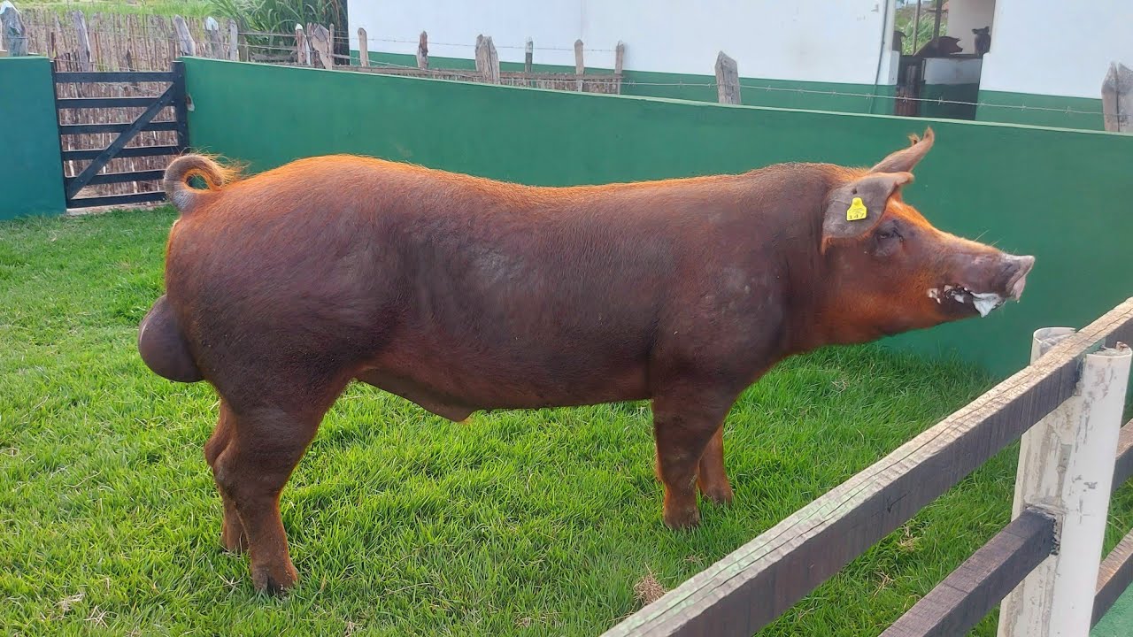 Porco Duroc com Pietrain à Venda Na Suinocultura JD 🏜🐷🐖🙏⏳ - YouTube