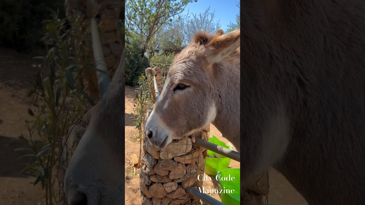 Donkeyland Athens! Read our article online, link in bio! - YouTube