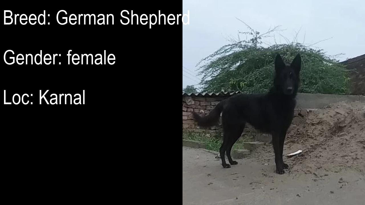 Jet Black German Shepherd - YouTube