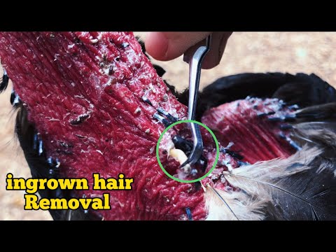 ASMR pluck the ingrown feathers for the rooster, in the rainy season ...